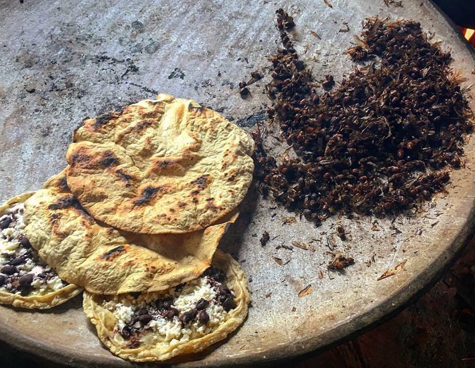 Chicatanas manjar de los dioses en la Mixteca
