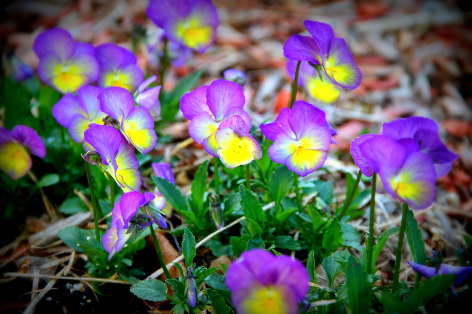 Learning as we Grow – This Old House 2