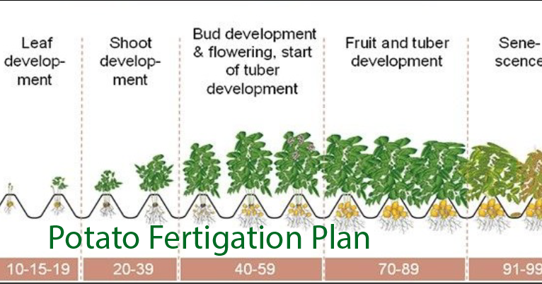Potato Fertilizer Plan & Schedule