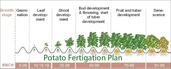 Potato Fertilizer Plan & Schedule