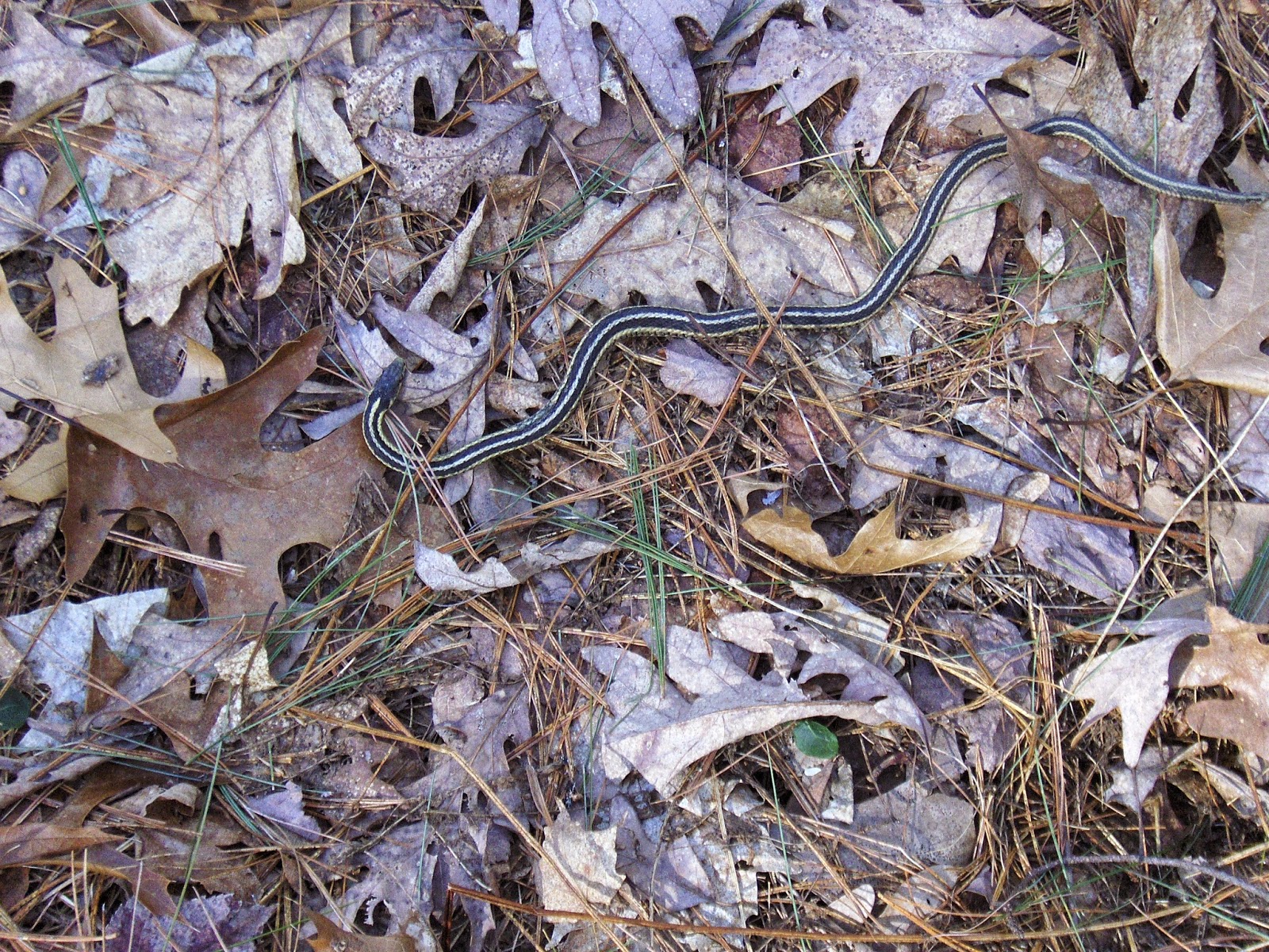 Rock Piles: First snake of spring