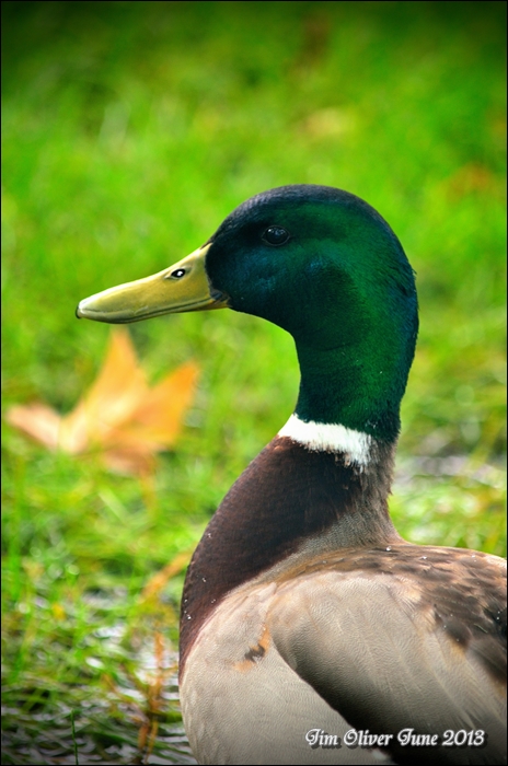 Jim Oliver's Oregon Landscape Images: Oregon Wild Life