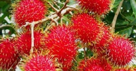 Karakteristik Morfologi dan Jenis jenis Tanaman Buah Rambutan ...