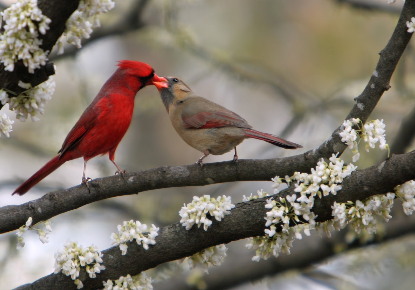 Earth and Space News: Northern Cardinal Faves: Popcorn for Female or ...