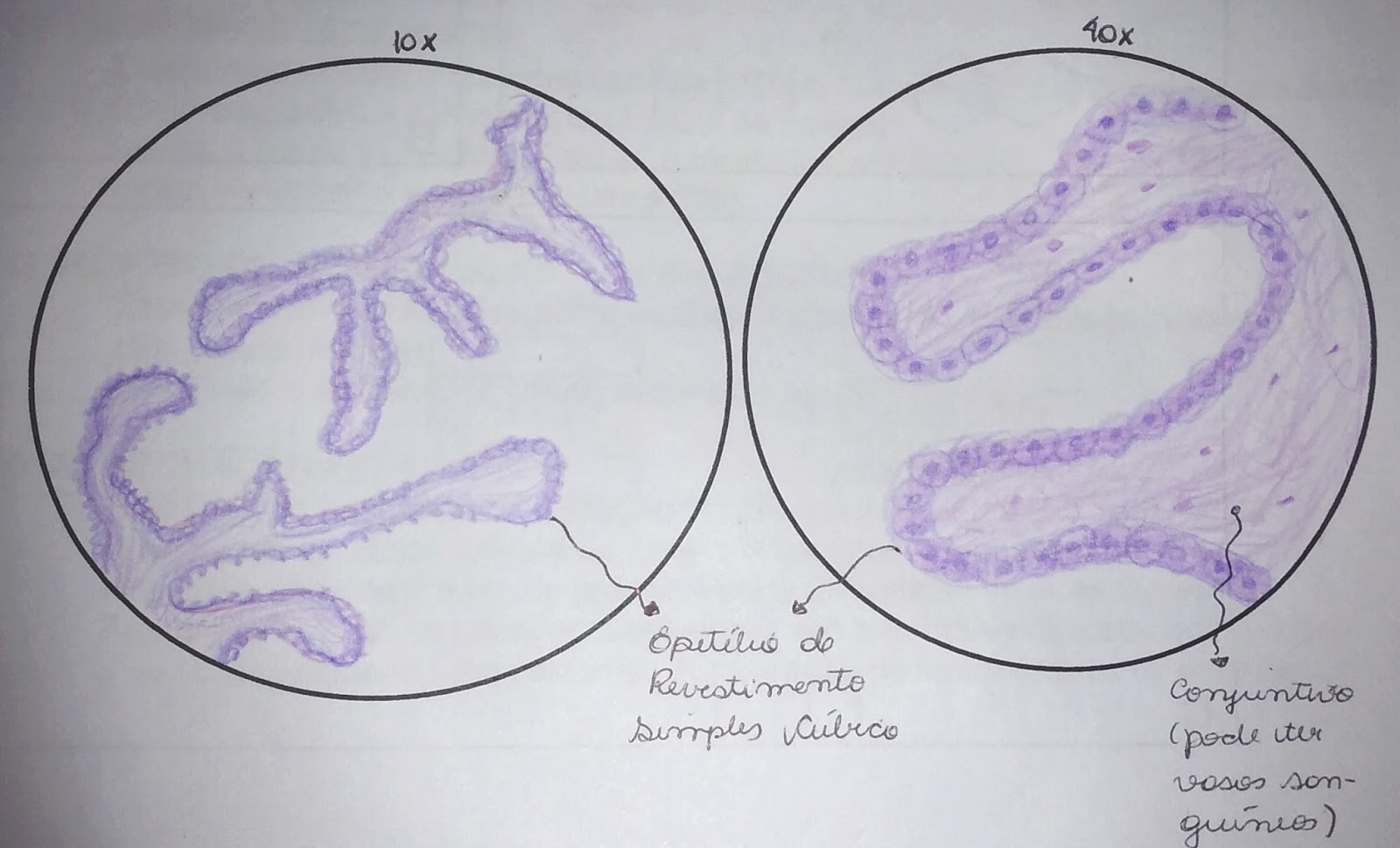 Rabiscos Infundados: Desenho de Microscopia: Plexo Coróide