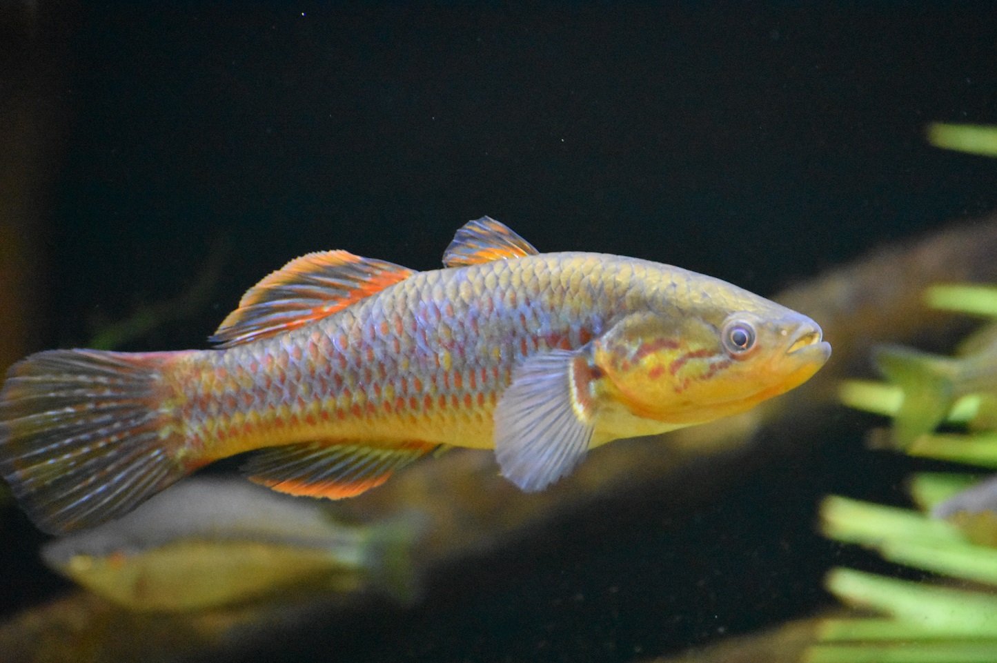 ZOOTOGRAFIANDO (6.096 ANIMALS): DORMILÓN CABEZA DE SERPIENTE ...