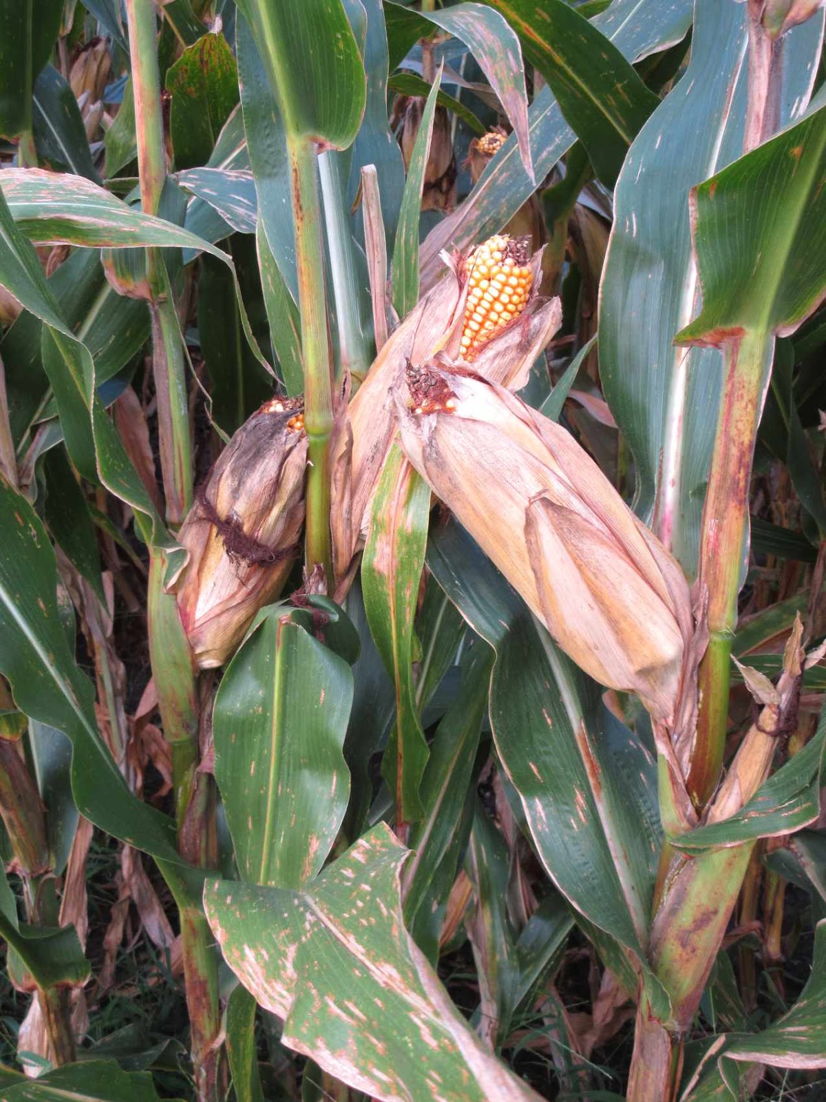 Three Things Very Dull Indeed