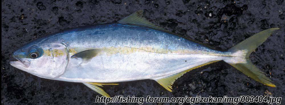 Japanese amberjack - Alchetron, The Free Social Encyclopedia