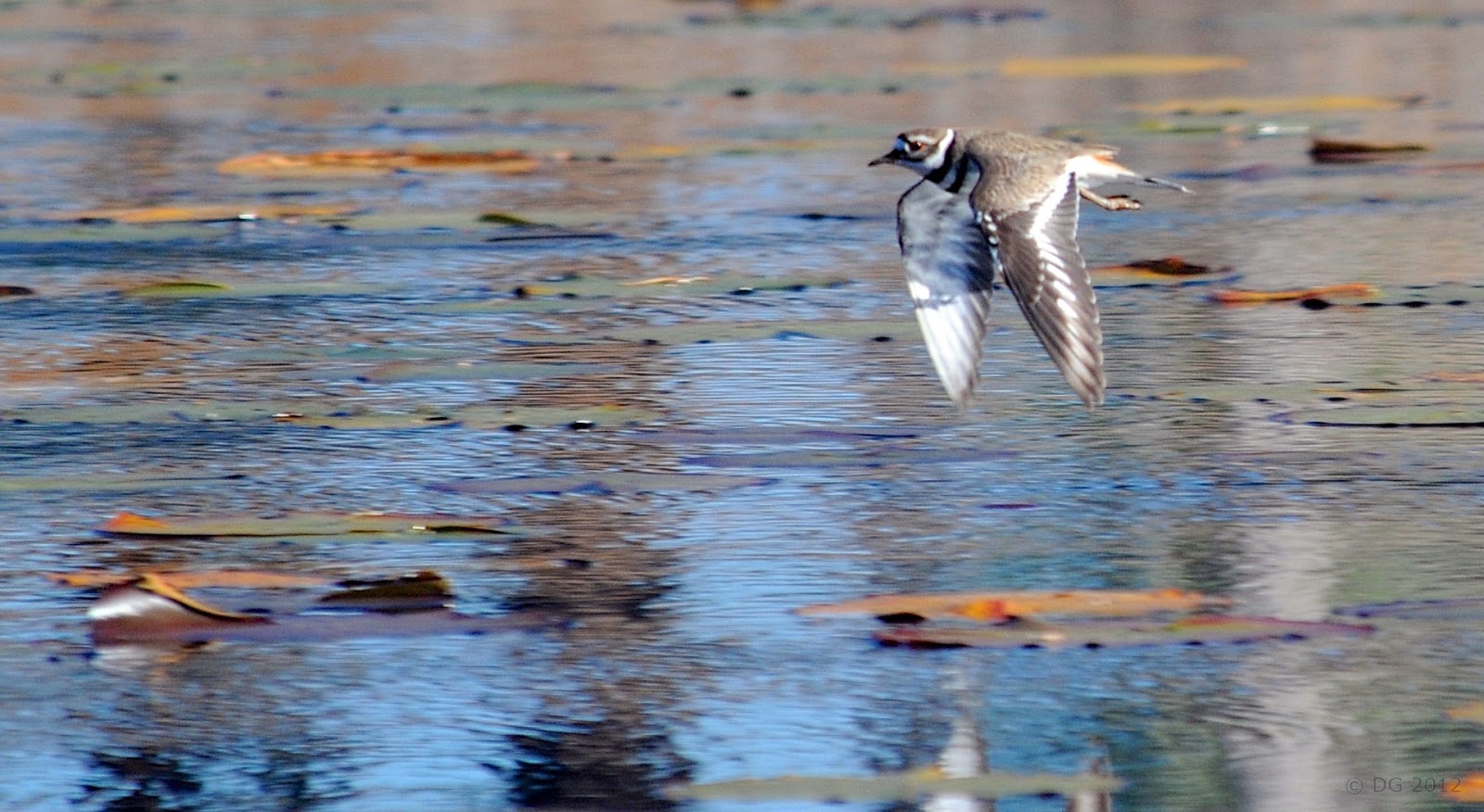 Killdeer