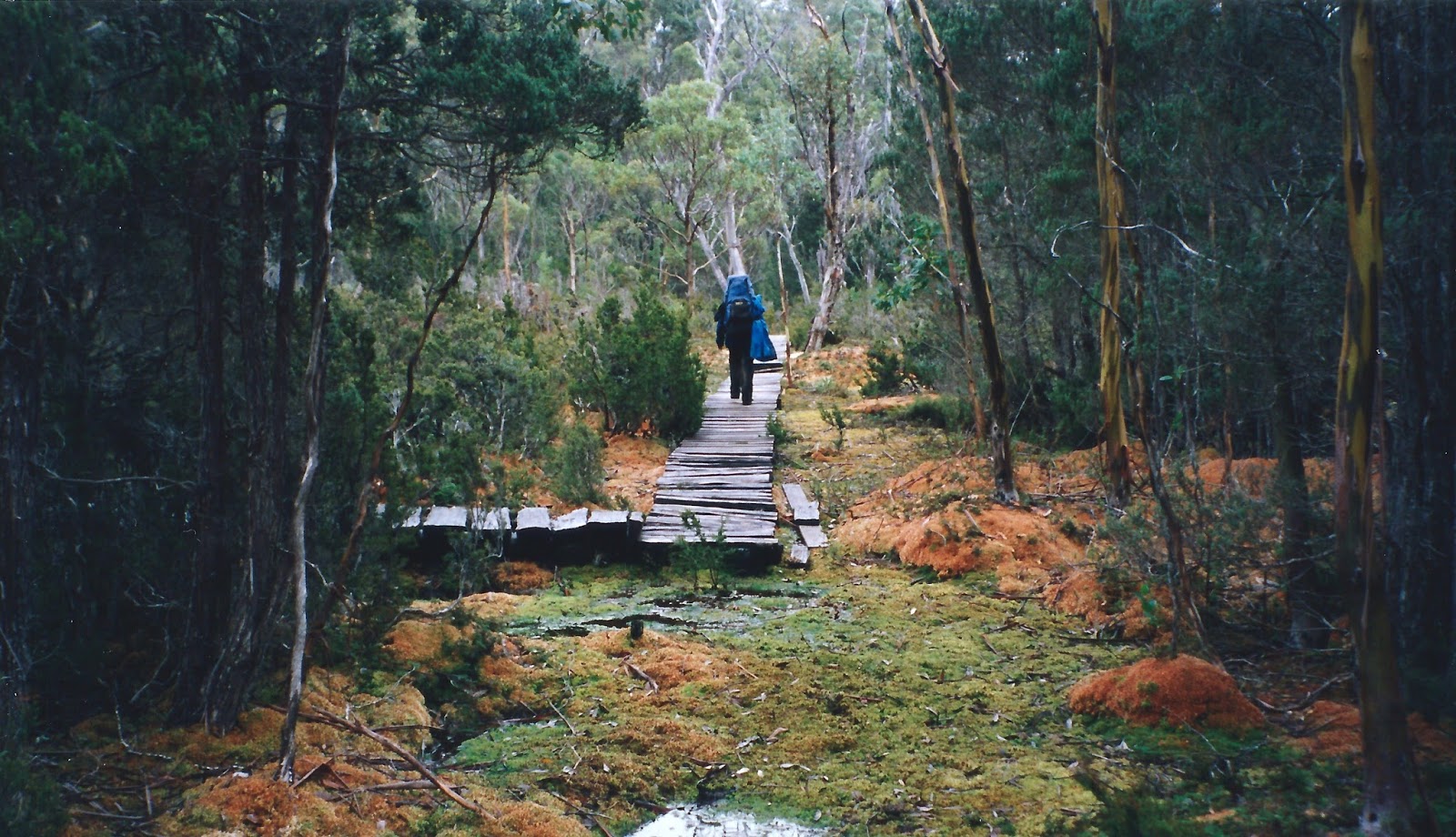 Goin' Feral One Day At A Time: Windy Ridge Hut to Pine Valley Hut ...