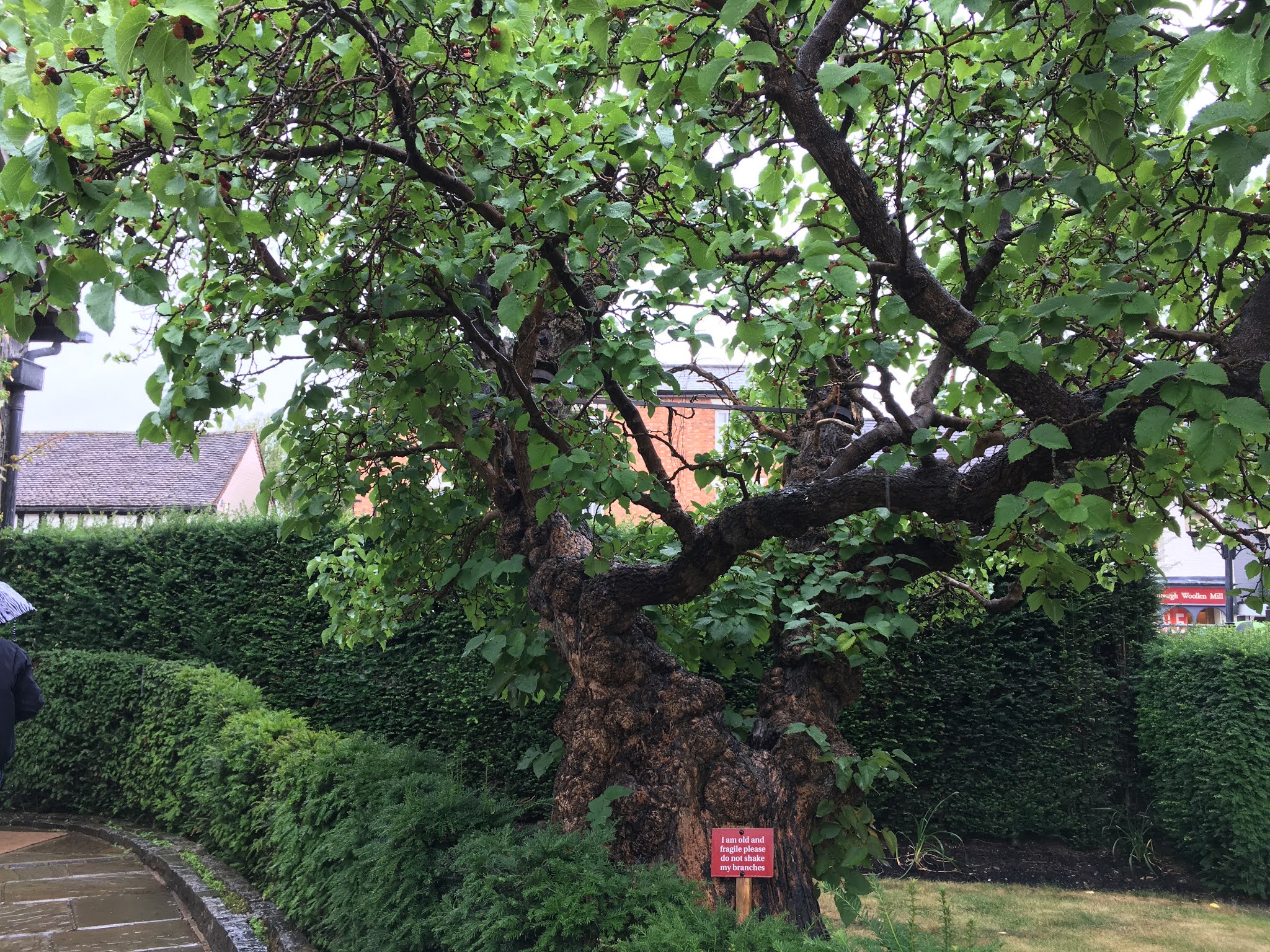 A Virginia Woolf Herbarium: #63 Mulberry