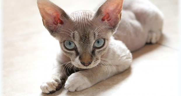 Mengenal Kucing Devon Rex, Ras Kucing yang Membentuk Kucing Sphynx ...