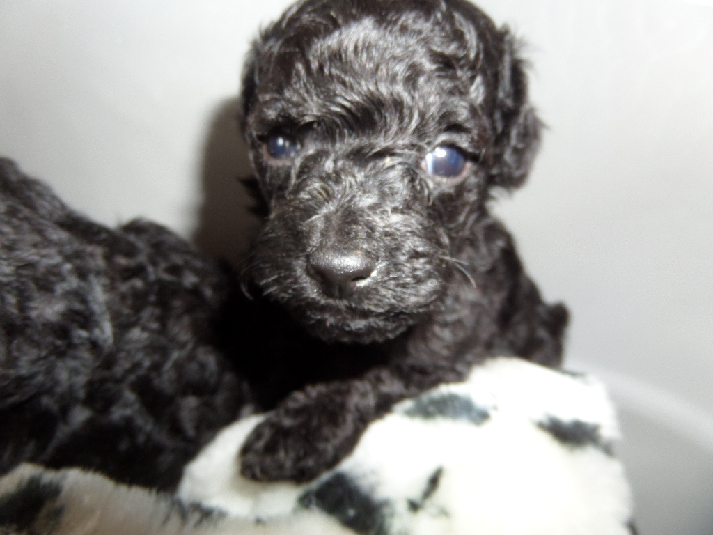 CANIL MOONSHINE HILL: POODLE BEBES