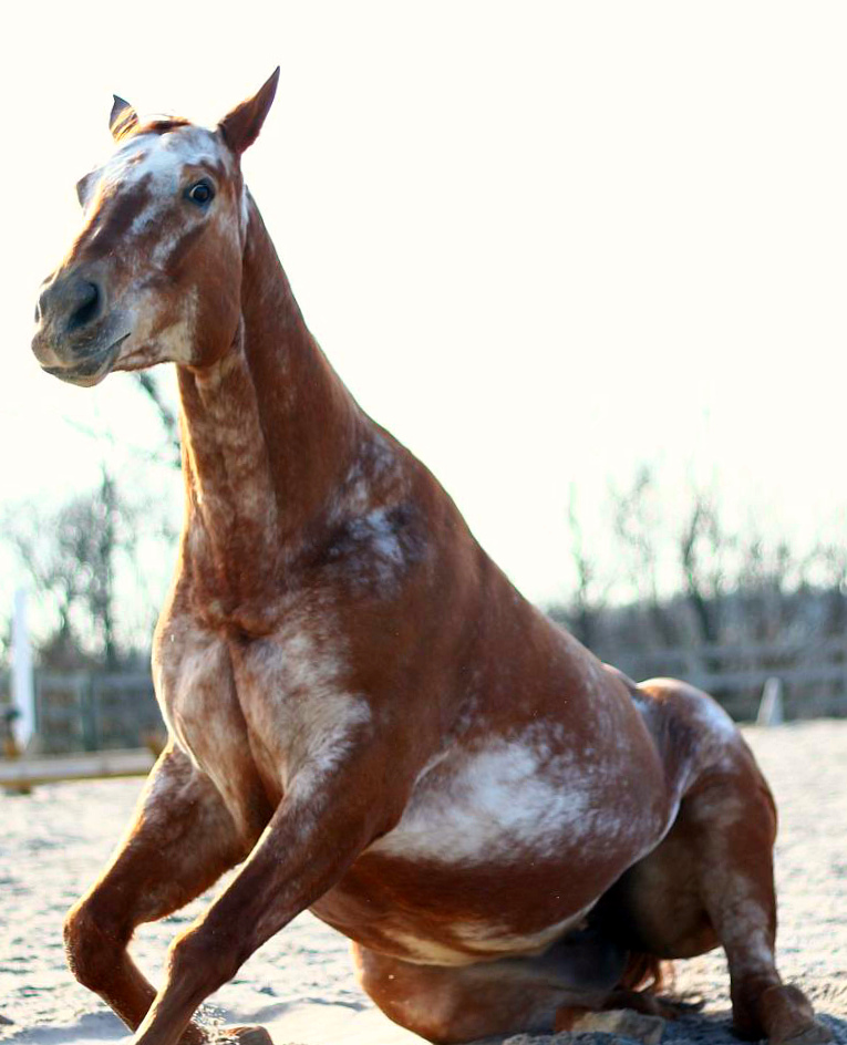 The Mare's Tales - Gypsy Mare Studios: Simple Horsey Pleasures