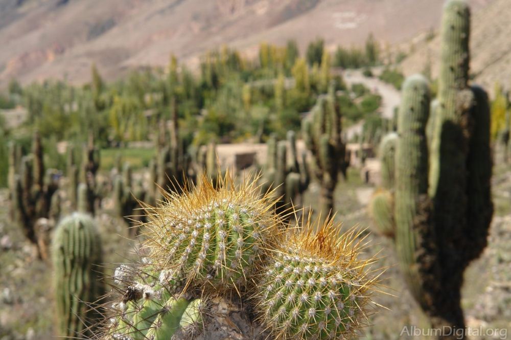 Materi Lengkap! Flora dan Fauna di Indonesia dan Dunia