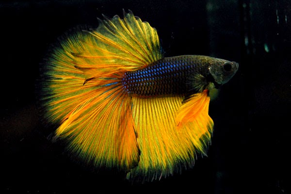 Betta fish - Betta Splendens | TROPICAL FISH