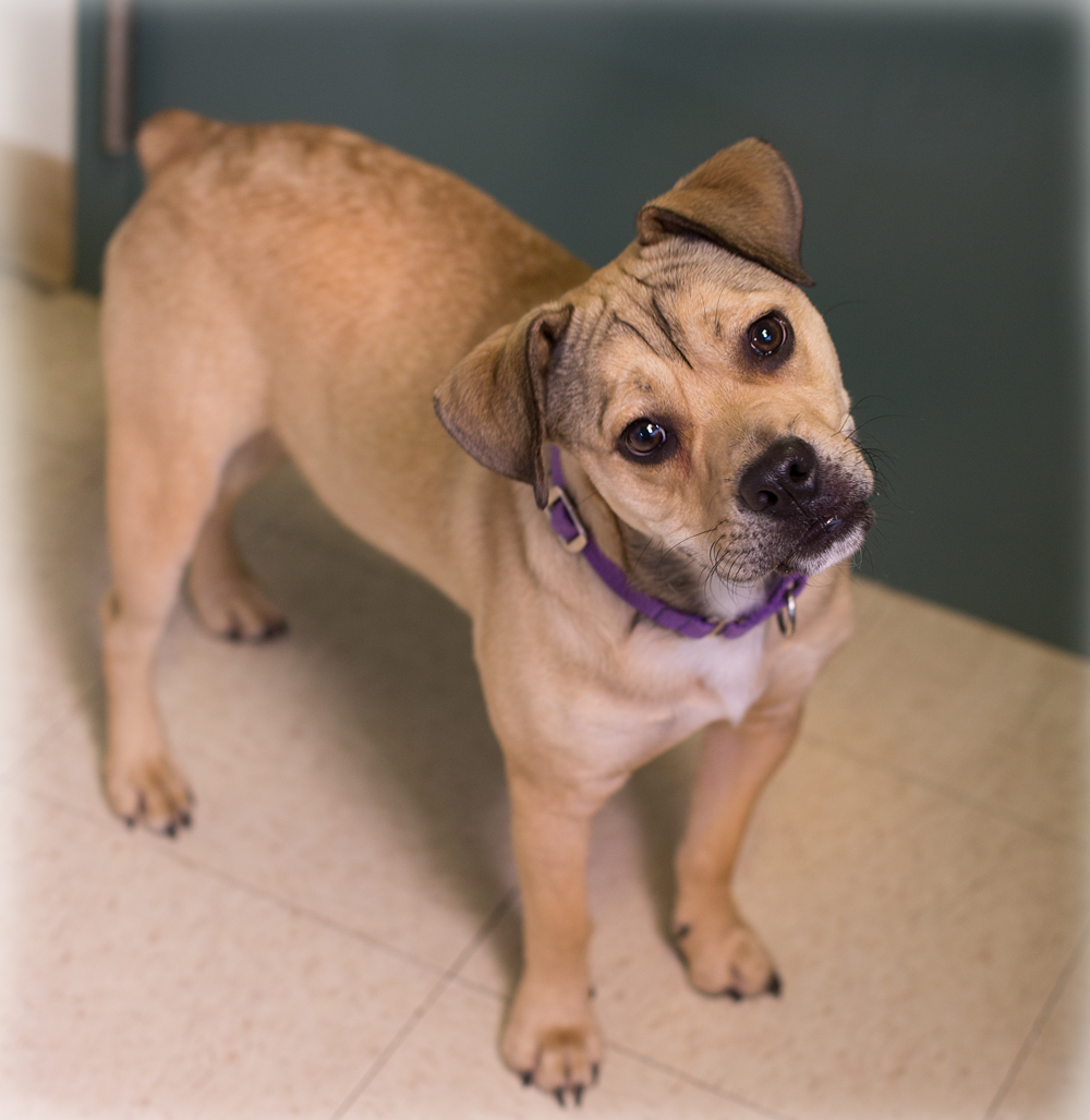 Shelter Dogs of Portland: "HERCULES" cute Puggle type? (english bulldog ...