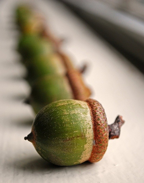 So Many Acorns to Love