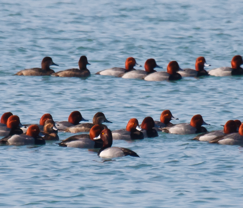 'Burg Birder: Mixed-Up Ducks