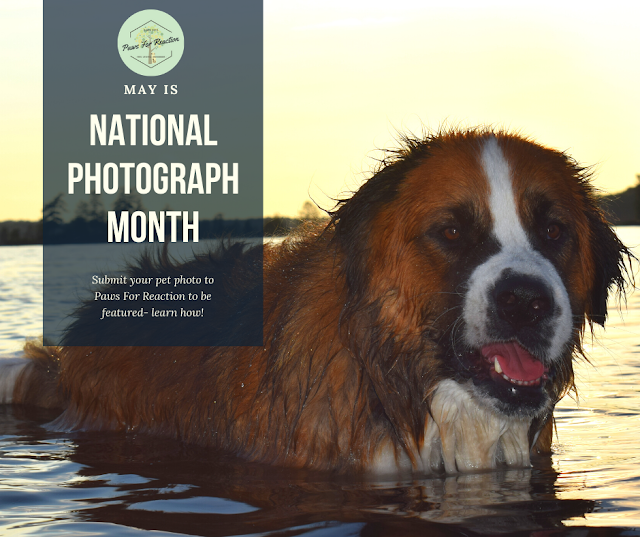 May is National Photograph Month: Do you want your pet featured? | Paws ...