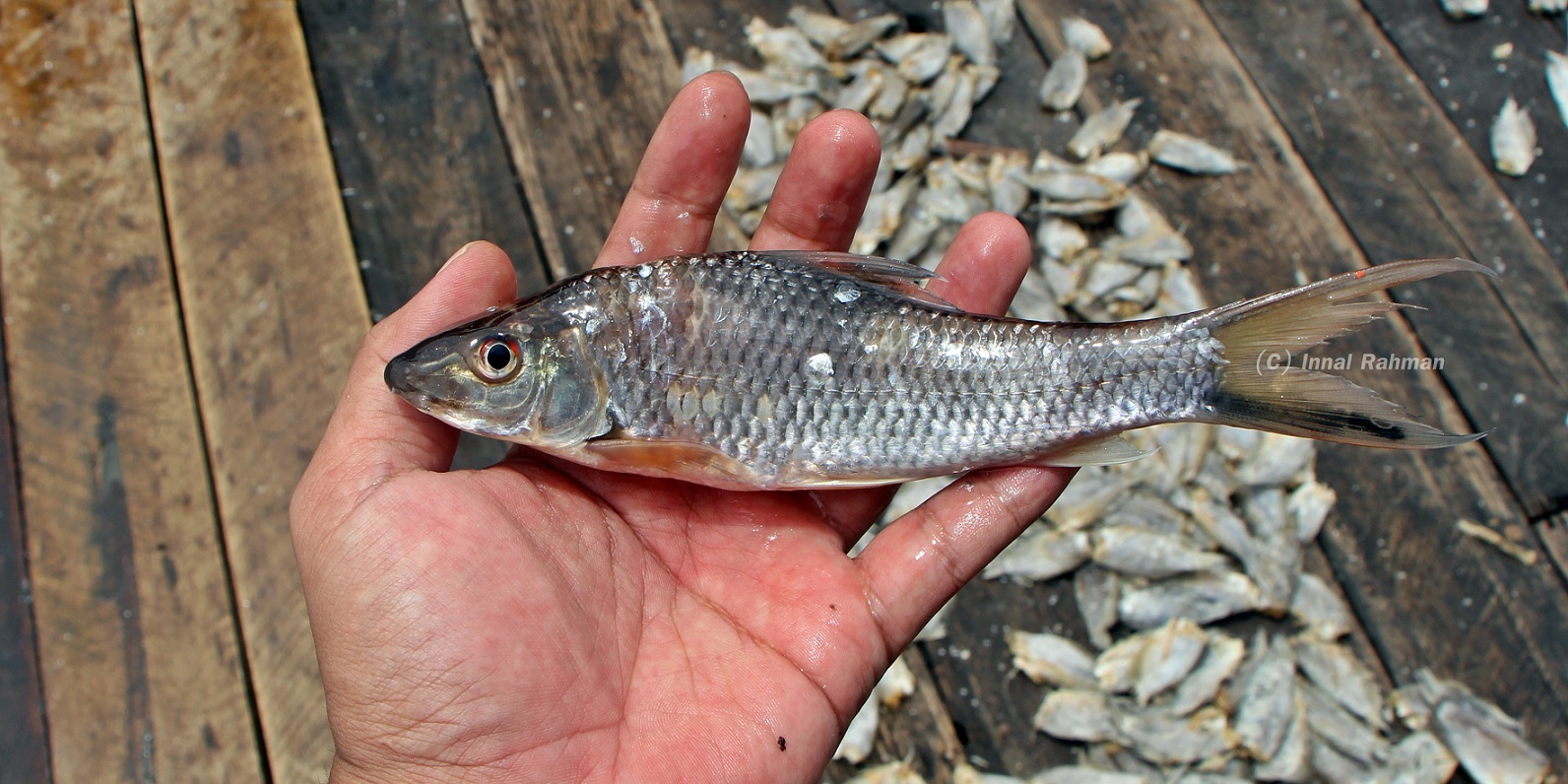 Ikan Sungai Mahakam: Berukung (Barbichthys laevis / Sucker barb)