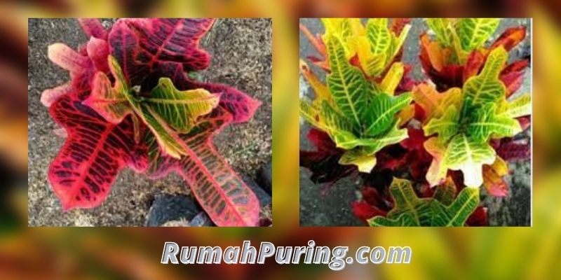 Ini Dia 9 Jenis Tanaman Puring yang Paling Populer Dipasaran! - rumah ...