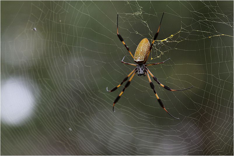wilde perspektiven: In the presence of the Eastern Diamondback ...