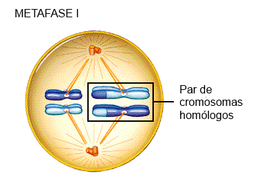 La Ciencia en la Salud: Ciclo celular y meiosis