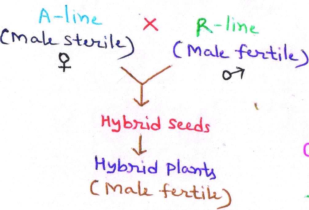 Line Development and Maintenance Breeding in self and cross pollinated ...