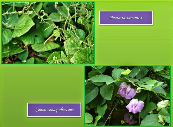 What are the Legume Cover Crops (LCC) for oil palm plantations?