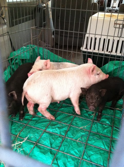 Homestead Catholic: It's Pig Time