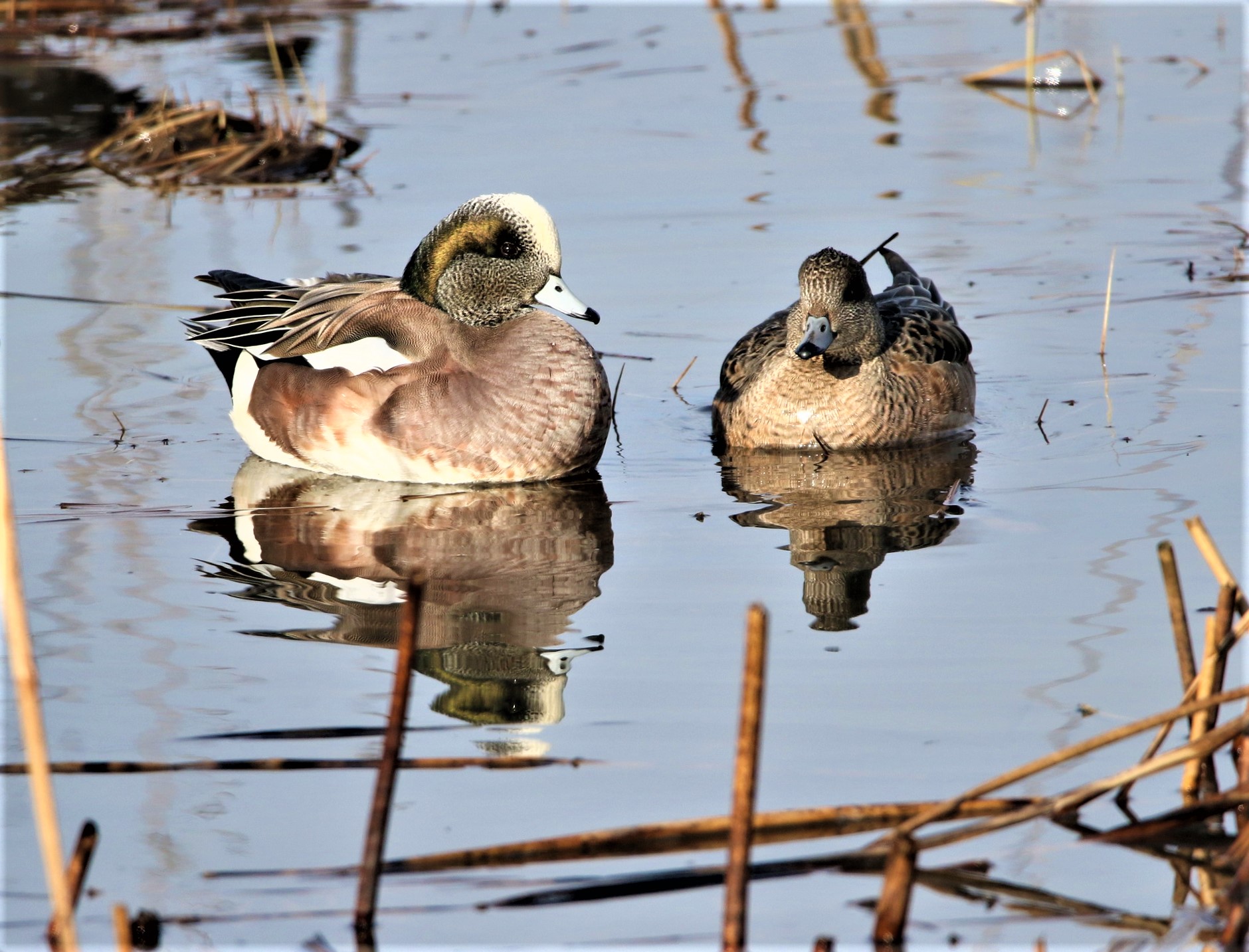 BARRY the BIRDER: British Columbia ducks by Dave Kemp...