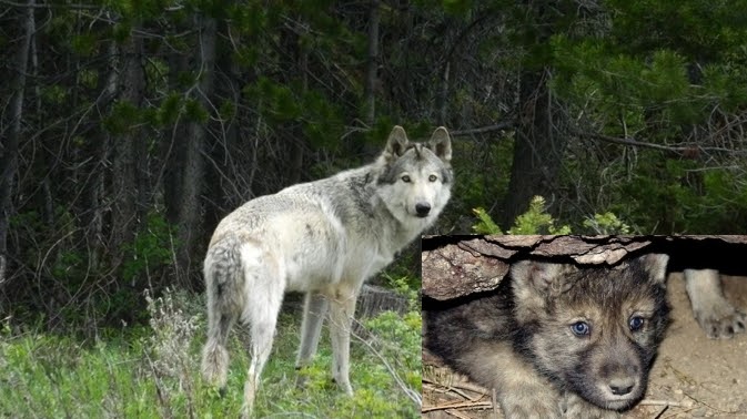 White Wolf : Colorado’s first gray wolf pack since 1940s now has 6 pups