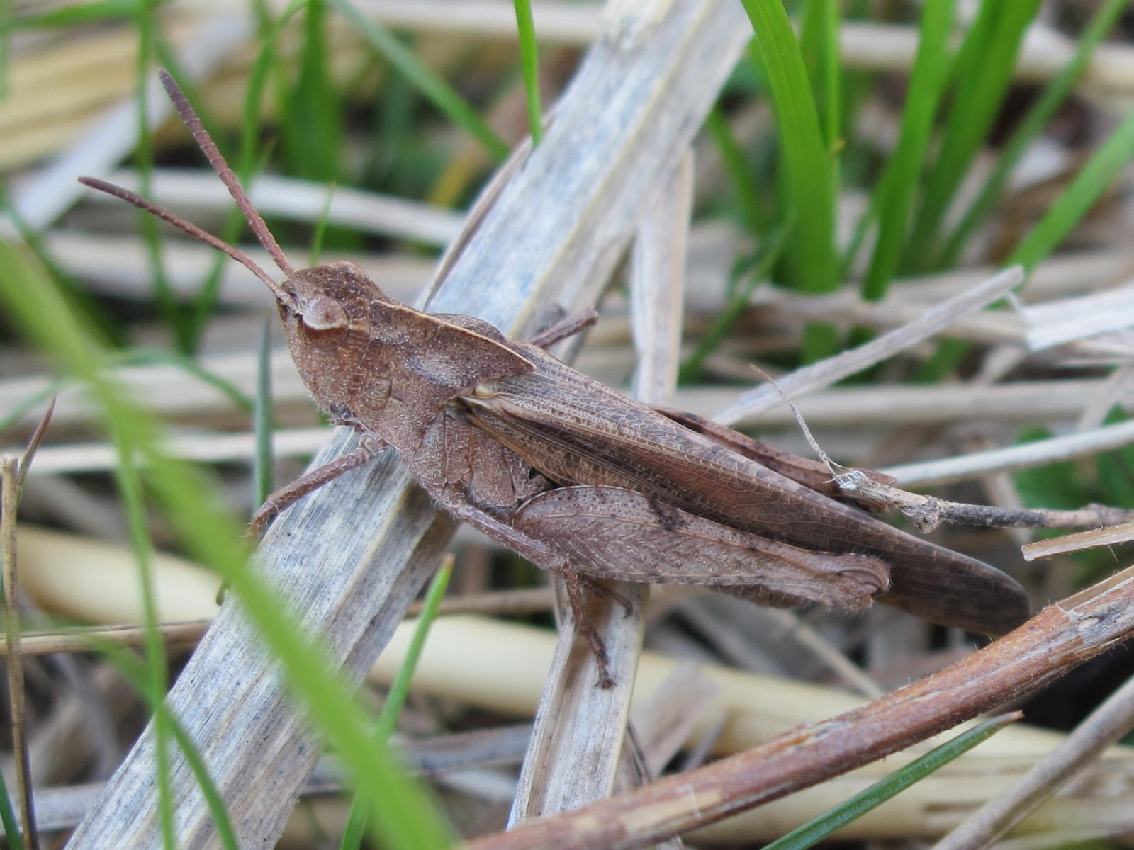 Blue Jay Barrens: Grasshopper