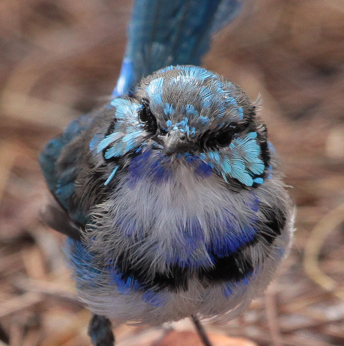 Richard Waring's Birds of Australia: When small birds come close ...