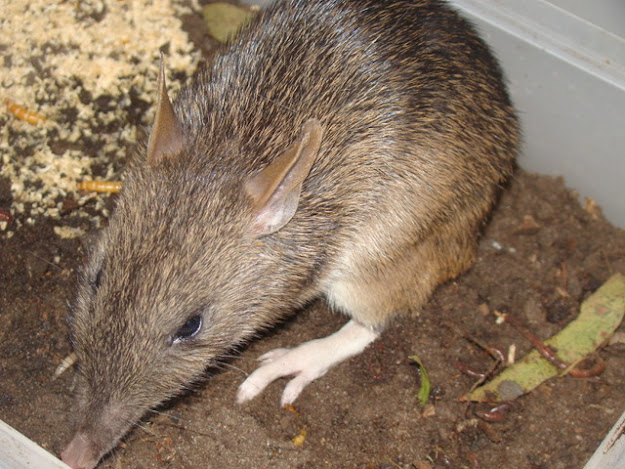 BANDICOOTS and PEOPLE