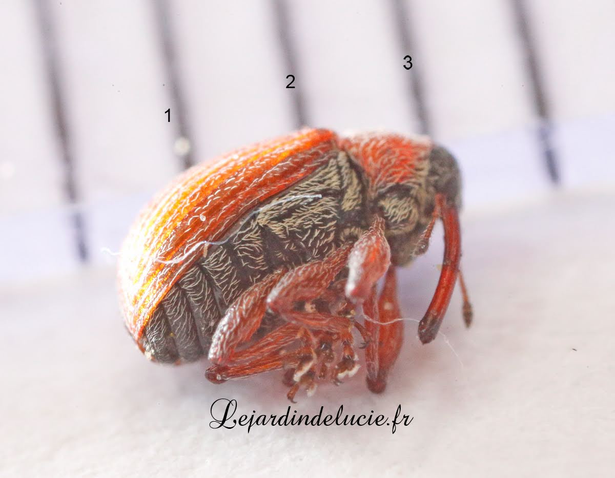 Anthonomus (varians) phyllocola