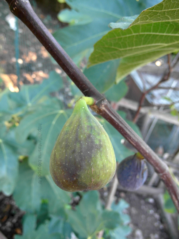 Le avventure della mia fantasia: Talea di fico nero: primi frutti al ...