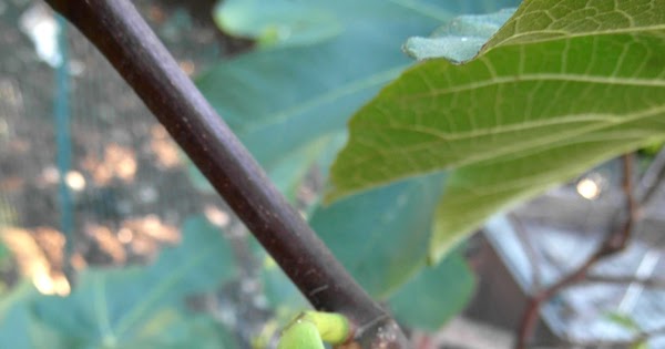 Le avventure della mia fantasia: Talea di fico nero: primi frutti al ...