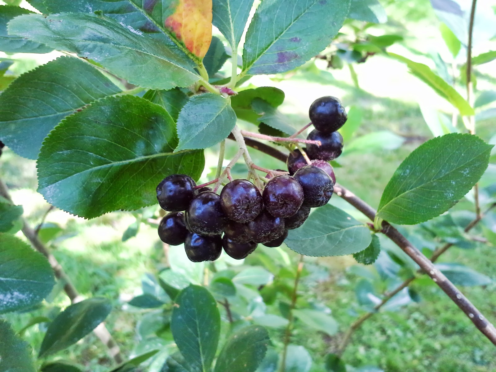 Easy Healthy Delicious: Aronia growing tips