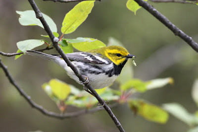 Spring Warblers