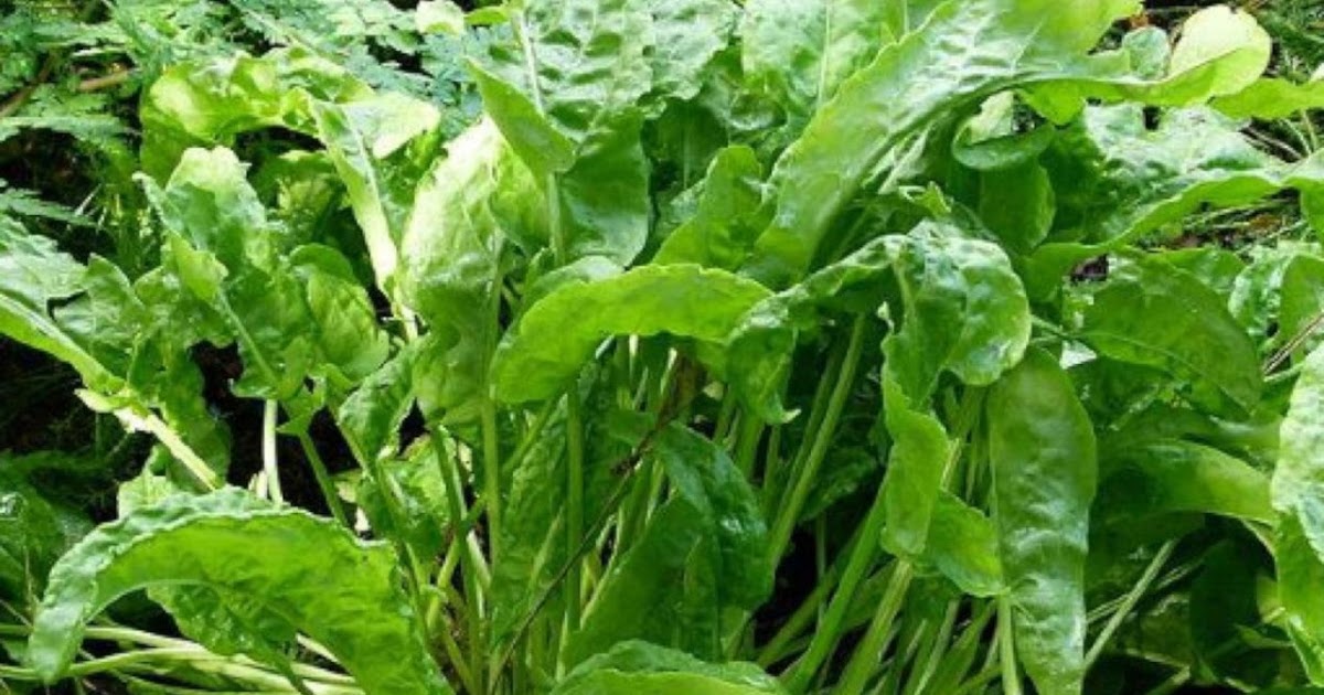 Acedera | Lengua de Vaca Vinagrera, Rumex Acetosa - Aggregatte