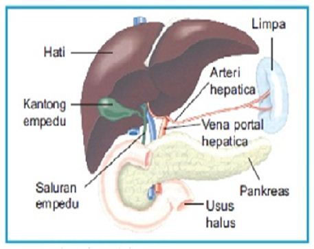 Struktur Hati Manusia | Pustaka Pandani
