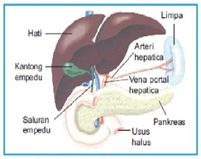 Proses Pembentukan Cairan Empedu | Pustaka Pandani