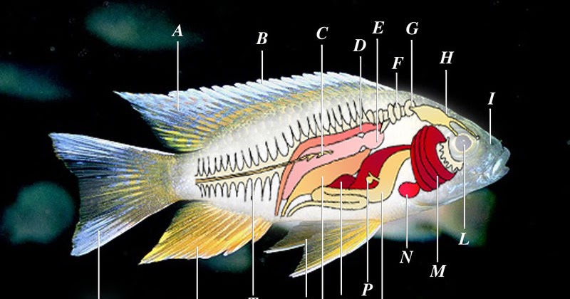 Nó de Pesca: Anatomia do Peixe