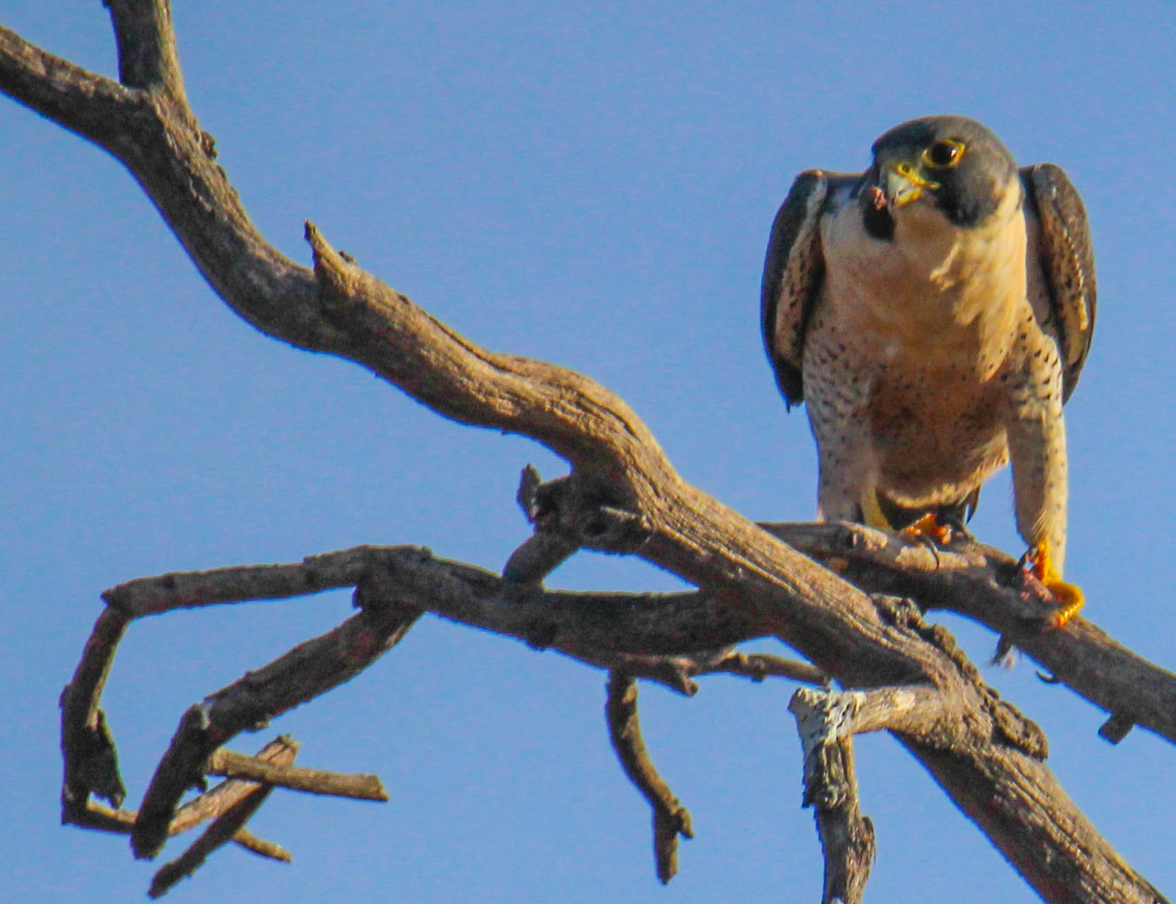 Cannundrums: American Peregrine Falcon