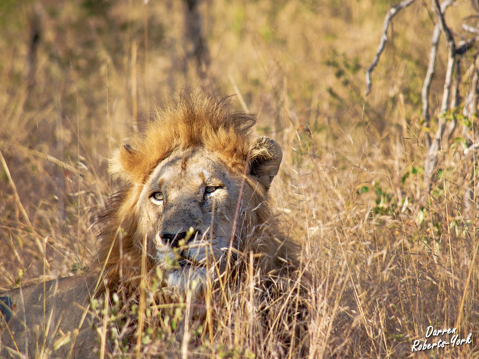 Tintswalo Ranger's Blog