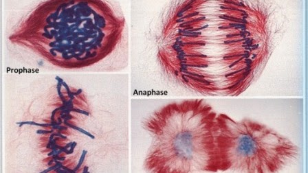 Mitosis Phases Under Microscope