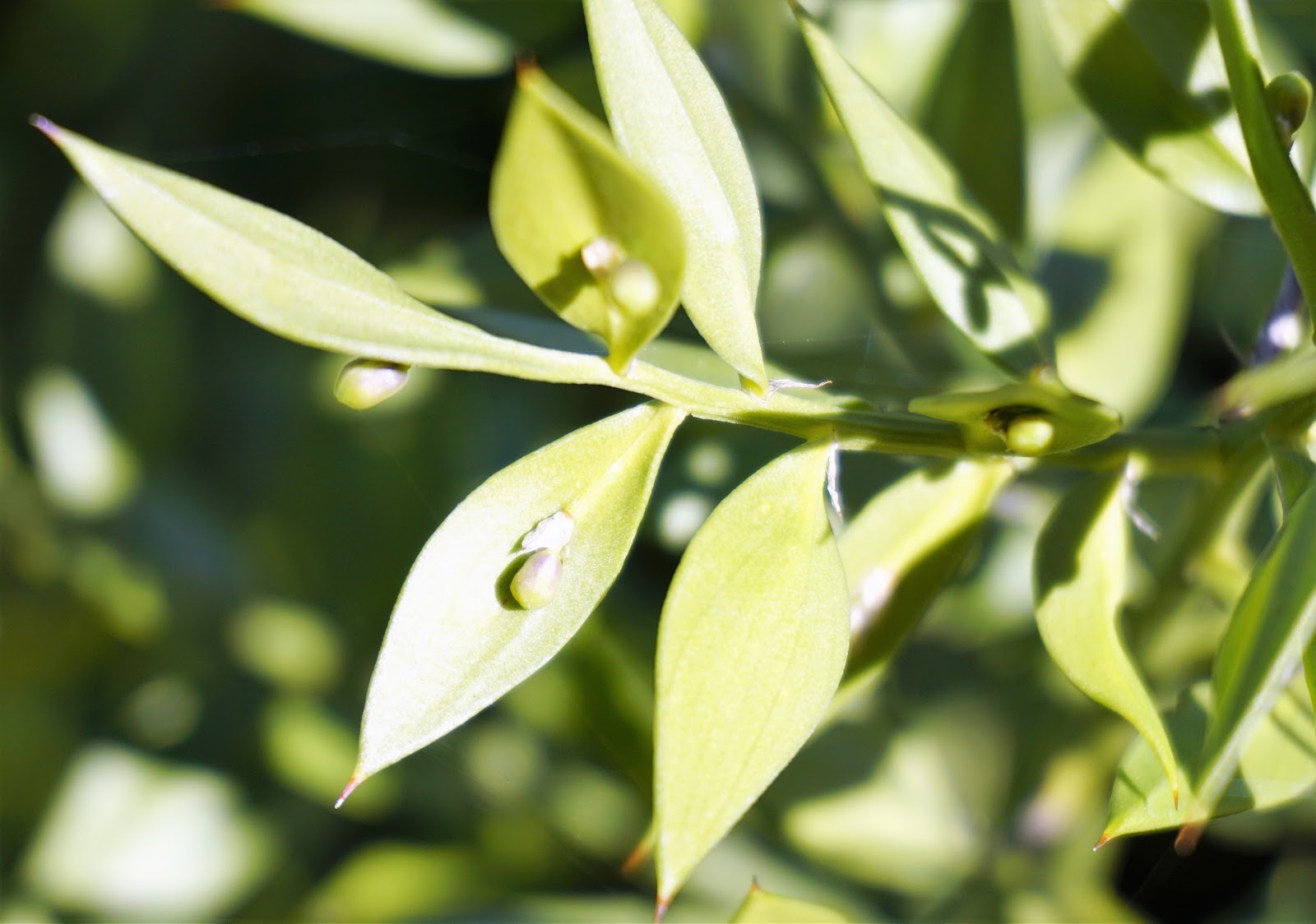 Plantas de Huerta Otea, Salamanca: Rusco (Ruscus aculeatus)