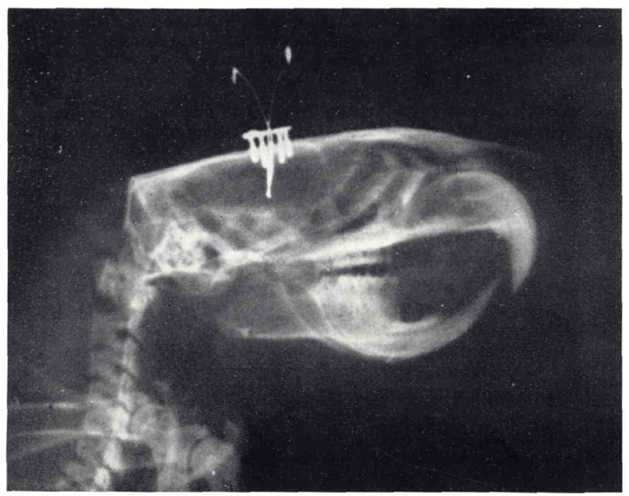 The Cellular Scale: If you give a mouse a placebo...